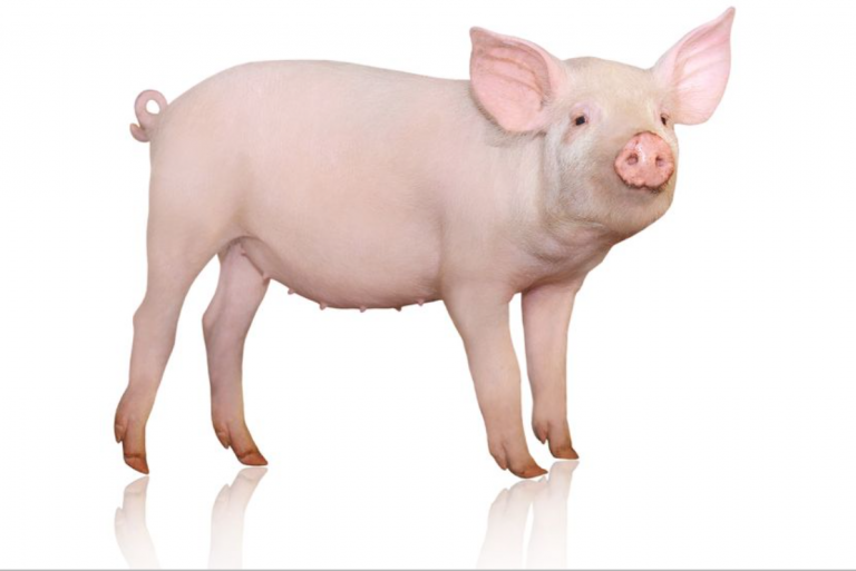 Forsvarsministeren kaller Sverigedemokraterna for «griser» | Human ...